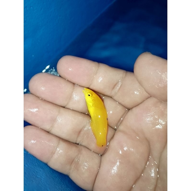 Jual ikan hias laut Keling kuning | Shopee Indonesia