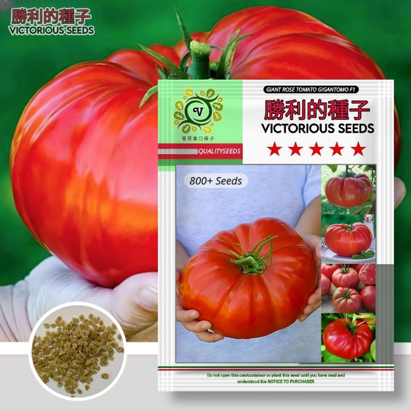 Jual 1 Pack (800 Butir) Benih Tomat Raksasa Giant Gigantomo F1 Kemasan ...