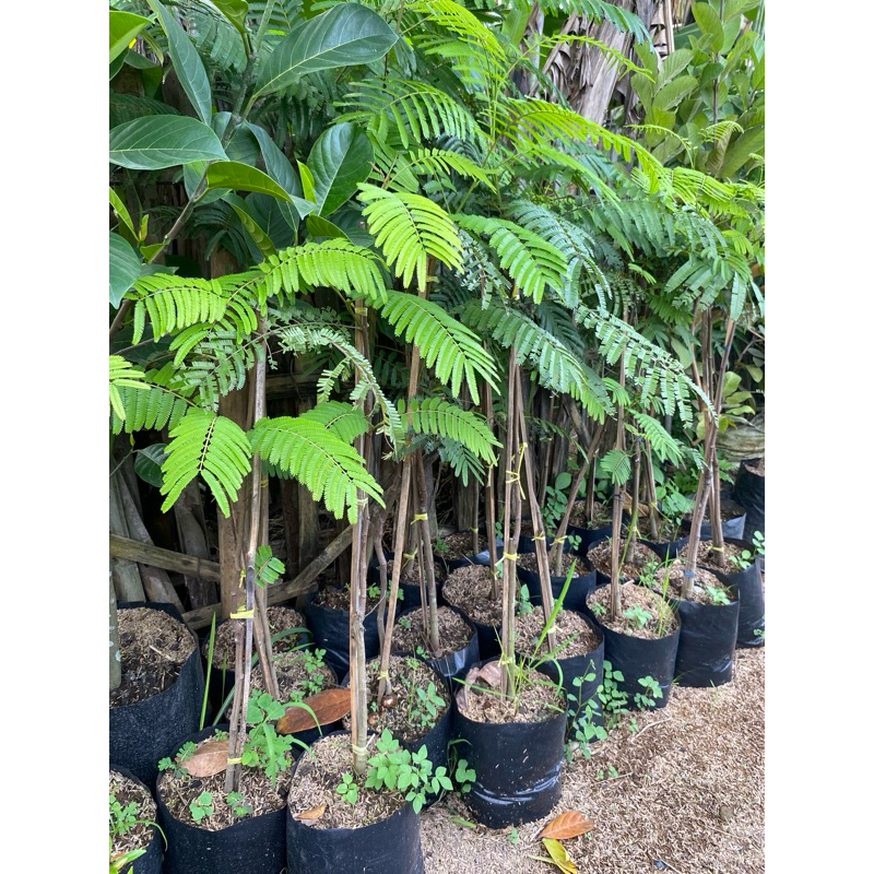 Jual Bibit Petai Pohon Petai | Shopee Indonesia