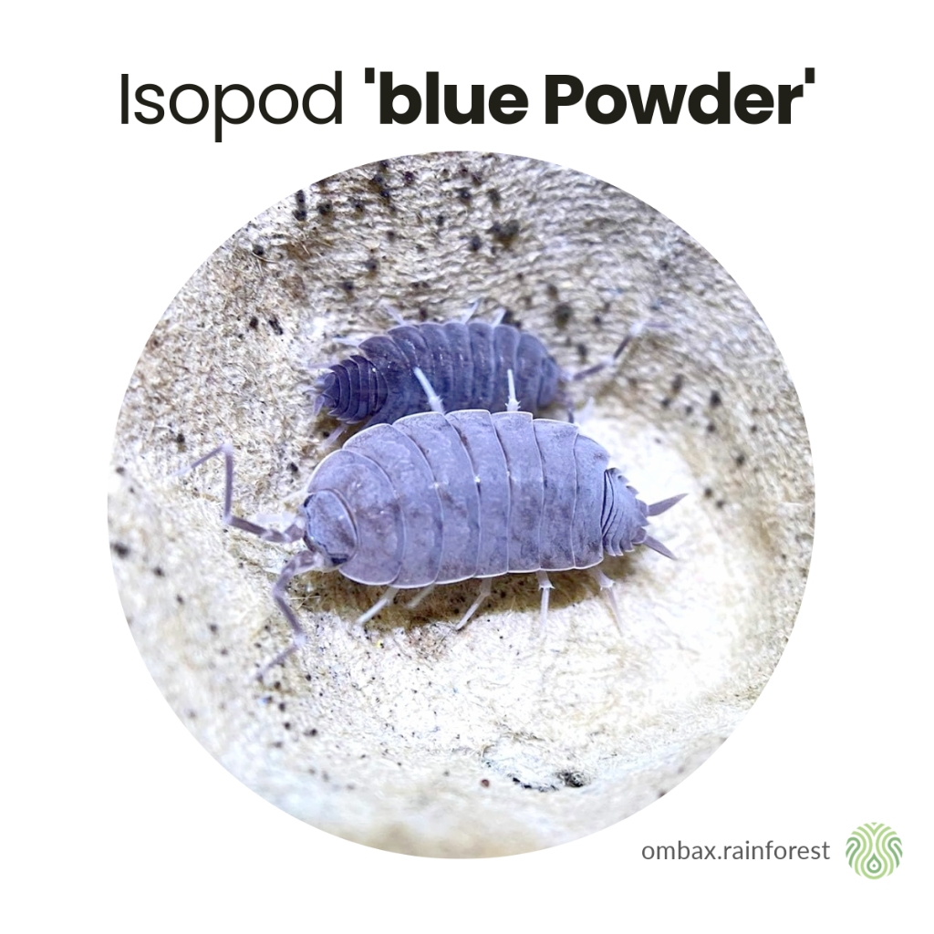 Jual Isopod Blue Powder - isopoda Eksotis untuk Vivarium & Terrarium ...