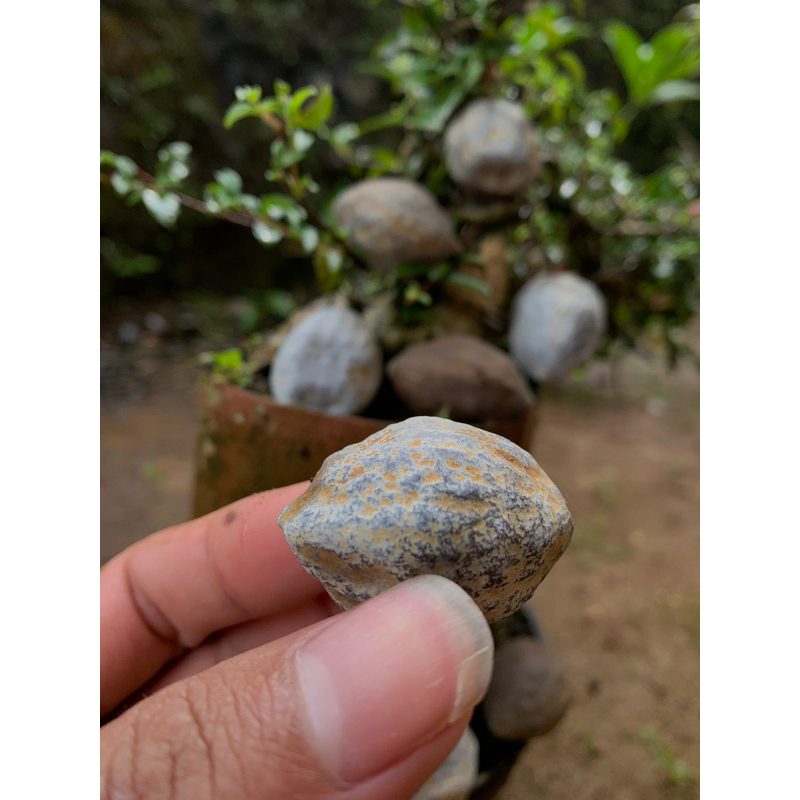 Jual Muncang Jayanti Sultan Ori Jogja Bigsize Grade A | Shopee Indonesia