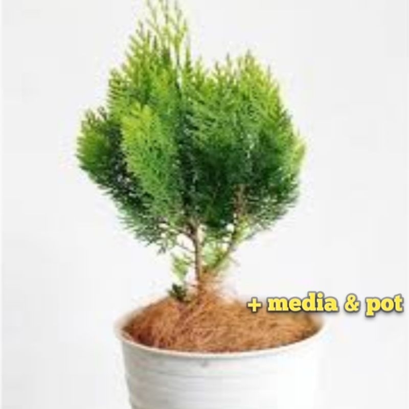 Jual Cemara kipas pot tanaman hias hidup Semarang Jateng terdekat ...