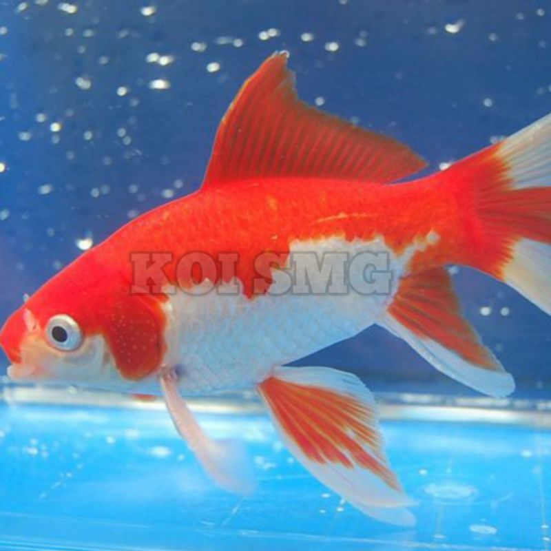 Jual iKAN KOMET Merah putih/sara/ kohaku slayer | Shopee Indonesia