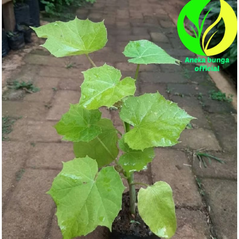Jual Pohon daun jarak / tanaman pohon jarak | Shopee Indonesia