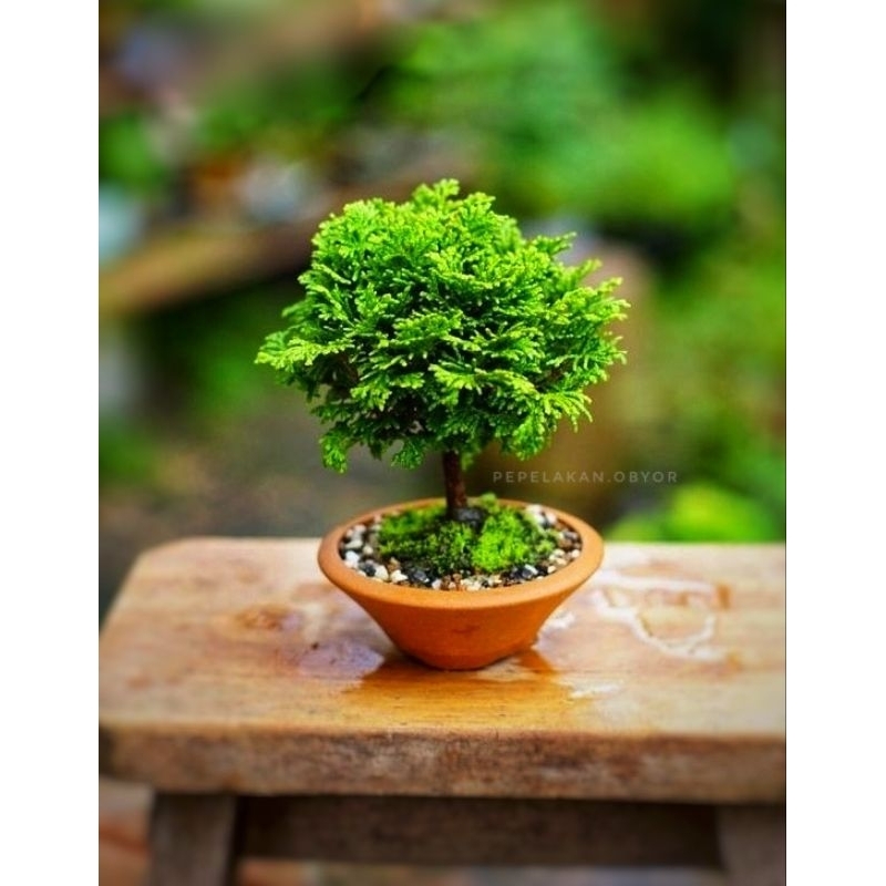 Jual Bonsai Mini Shito Cemara Hinoki Japan micro BEST SELLER PLUS POT ...