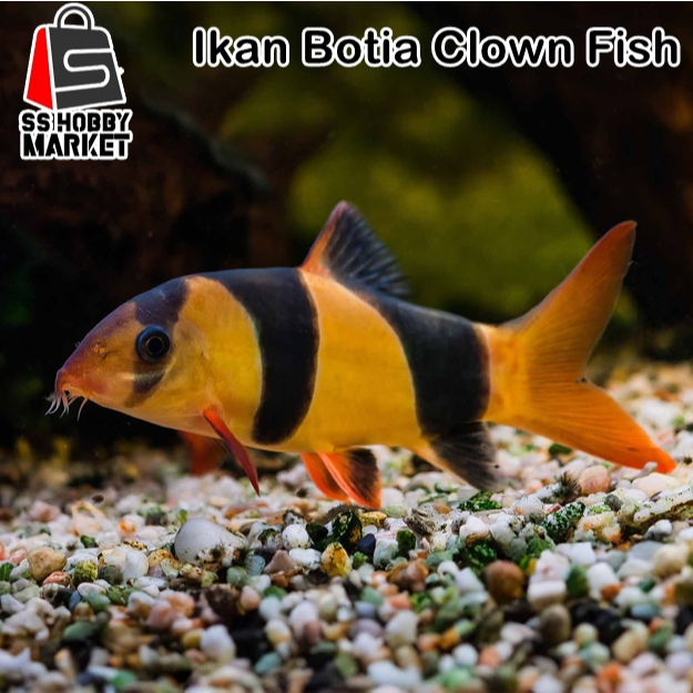Jual Ikan Botia Clown Fish Ikan Badut Medium Jumbo Khusus Instant ...
