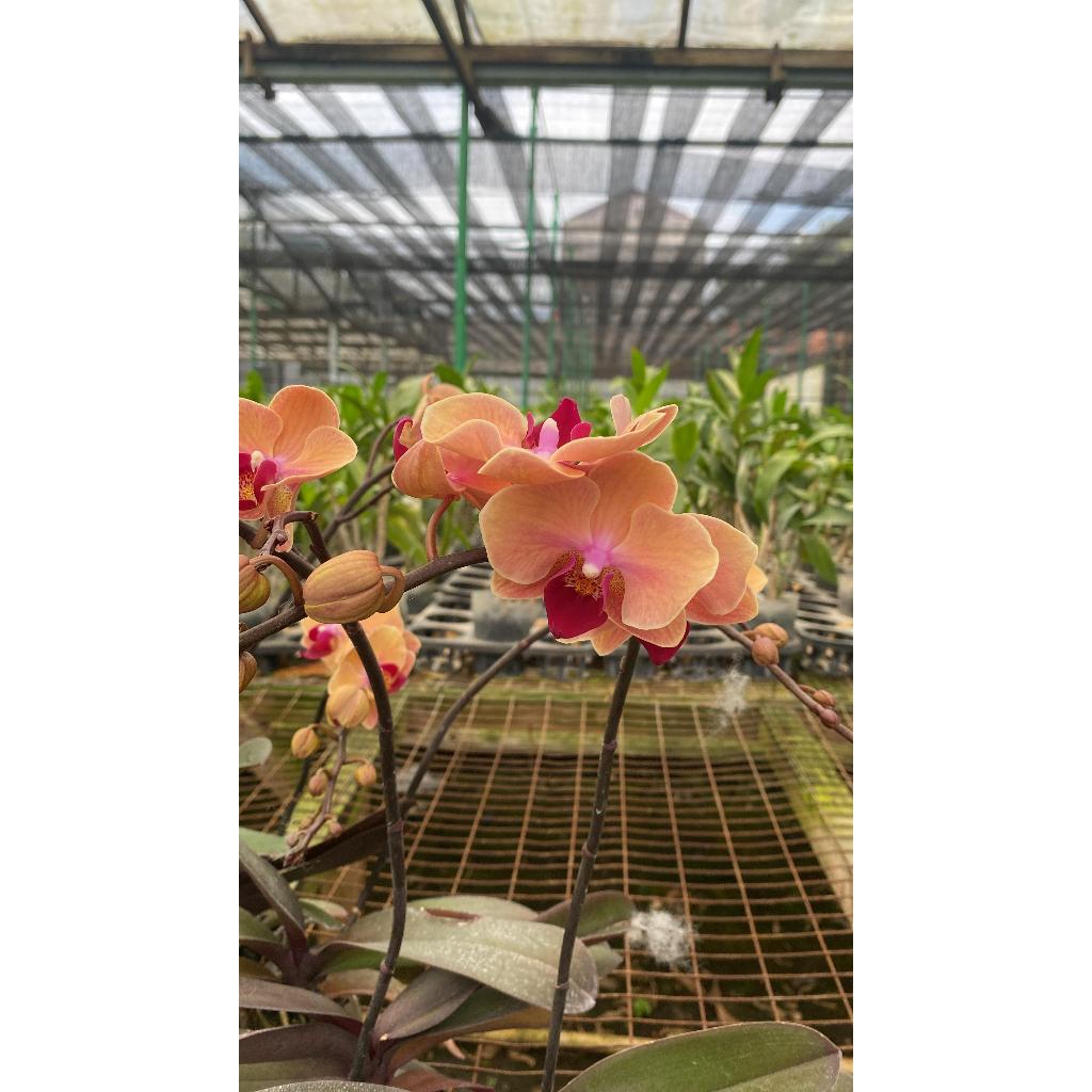 Jual ANGGREK BULAN MINI/MEDIUM | Shopee Indonesia