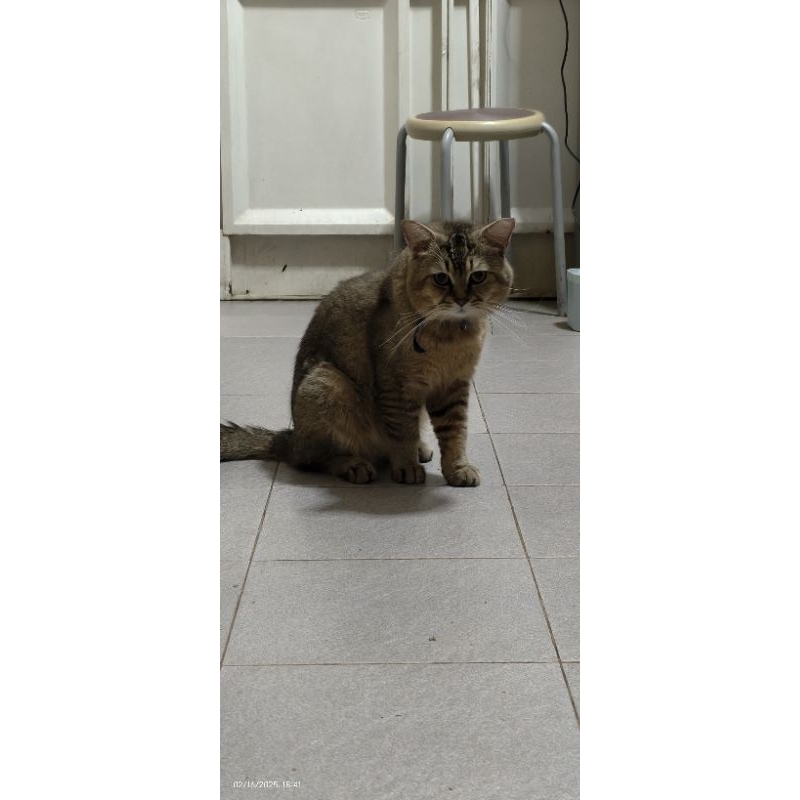 Jual grooming, pet carrier dan makanan kucing bsh golden | Shopee Indonesia