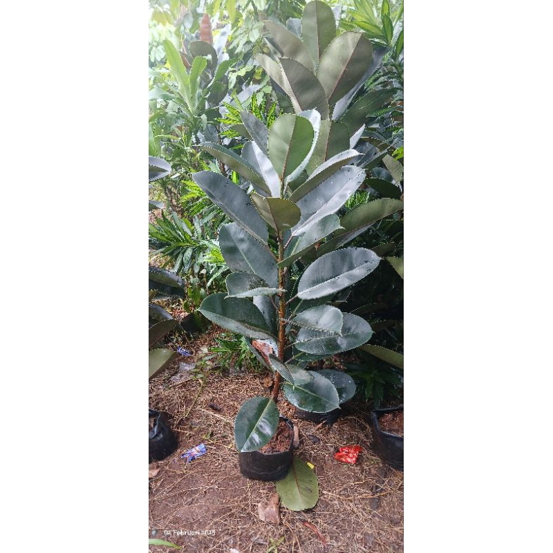 Jual POHON KARET KEBO/FICUS ELASTICA | Shopee Indonesia