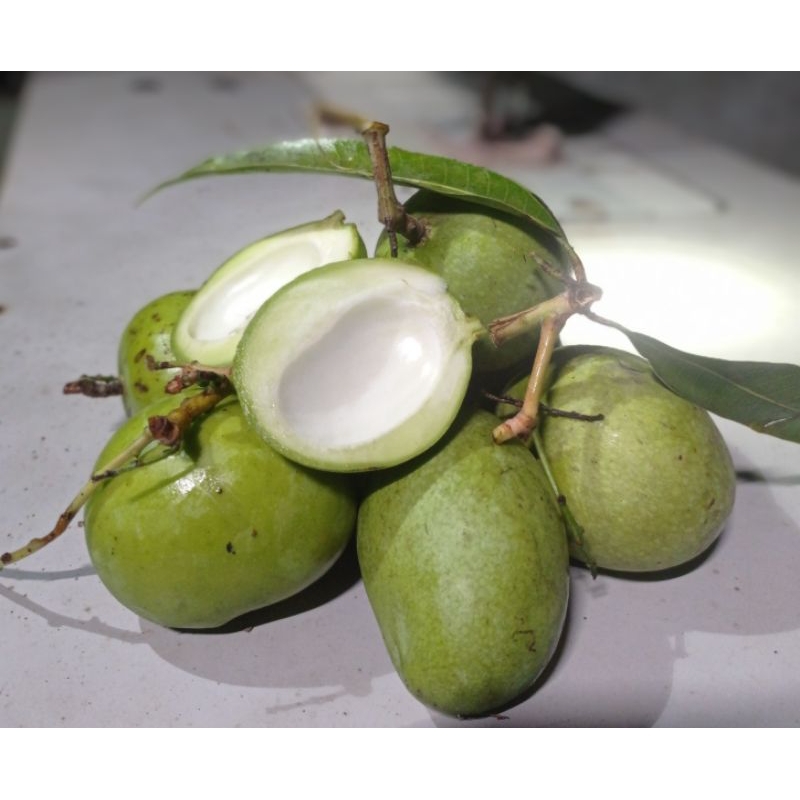 Jual mangga muda mini 1 kg pencit,t,cocok buat rujakan | Shopee Indonesia