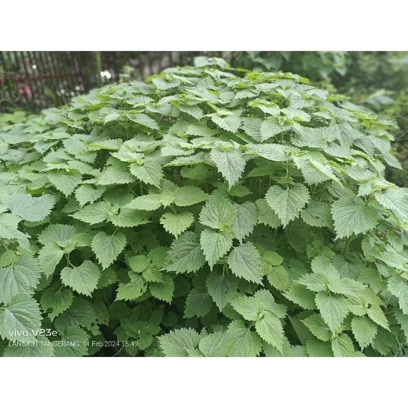Jual Tanaman Buak Chau Tanaman Buak Chao Tanaman Matcho Daun Buak Chao ...