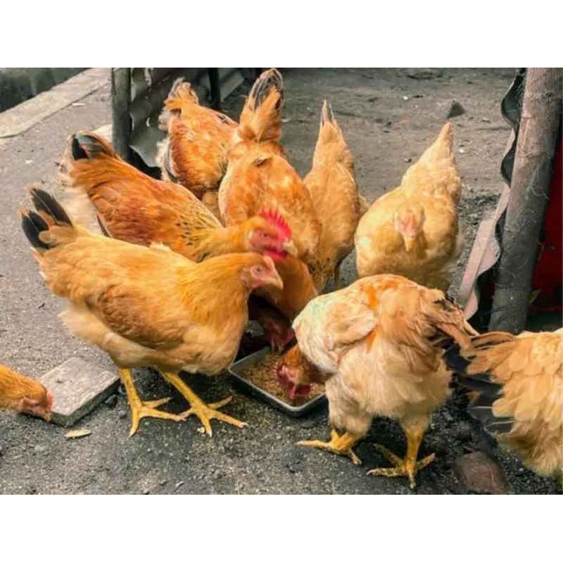 Jual Ayam muda Merawang,petelur,rir 3bulan | Shopee Indonesia