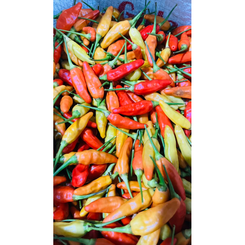 Jual Cabe rawit setan cabai merah pedas murah langsung dari petani ...