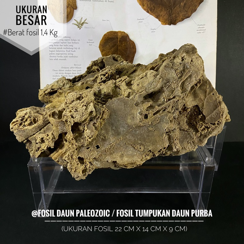 Jual Fosil Daun Paleozoic Purba Natural E3 atau Fosil Tumpukan Daun ...