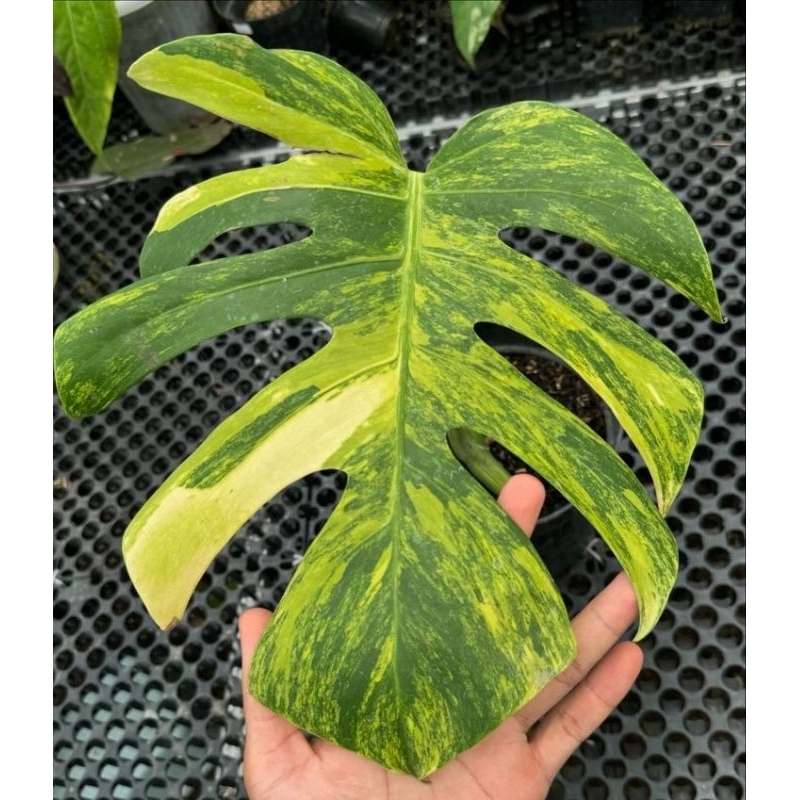 Jual monstera marmorata | Shopee Indonesia