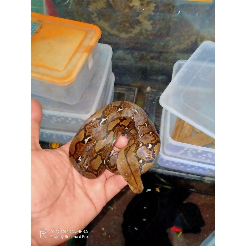 Jual RETIC......... | Shopee Indonesia