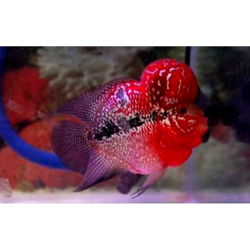 Jual IKAN LOUHAN SUPER RED DRAGON DAN IKAN LOUHAN SUPER RED MUTIARA ...