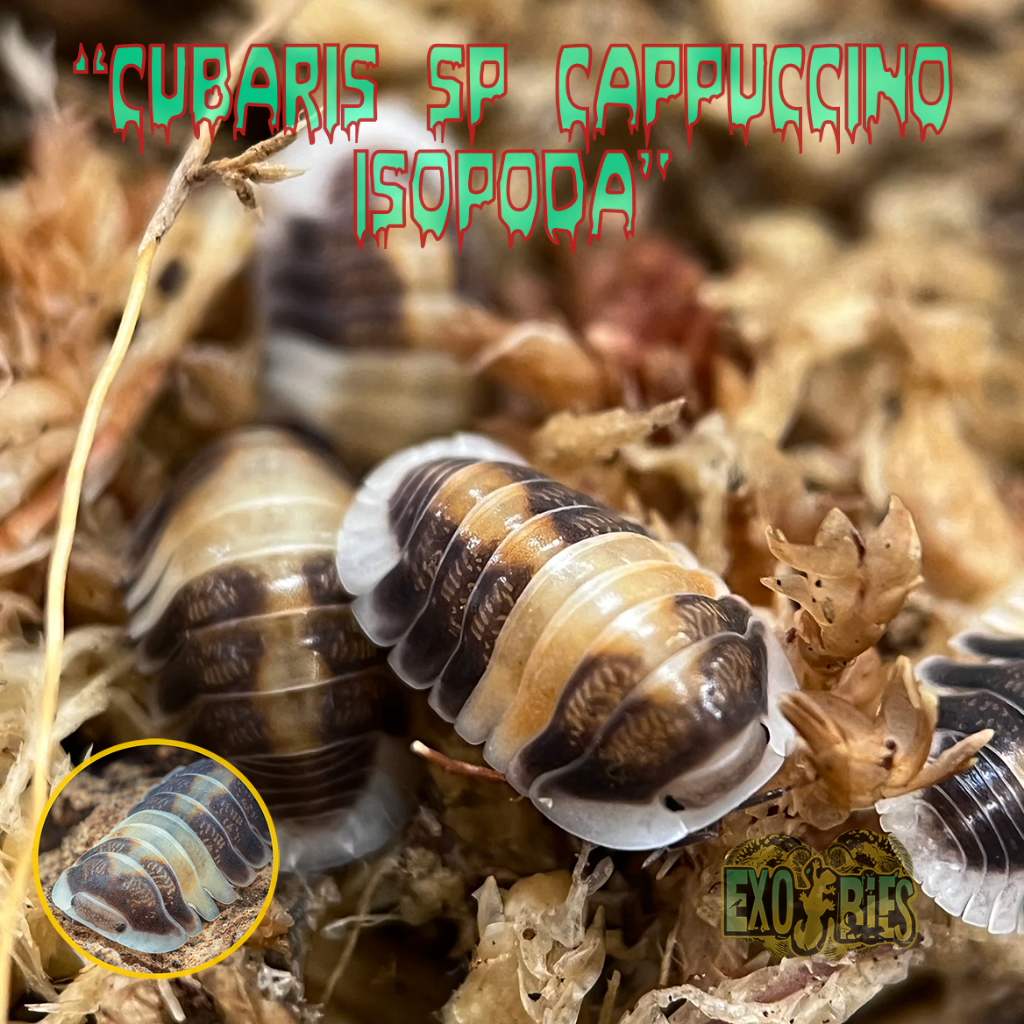Jual Isopoda Cubaris Sp Cappuccino Isopod Sp Cappuccino Isopod Pengurai ...