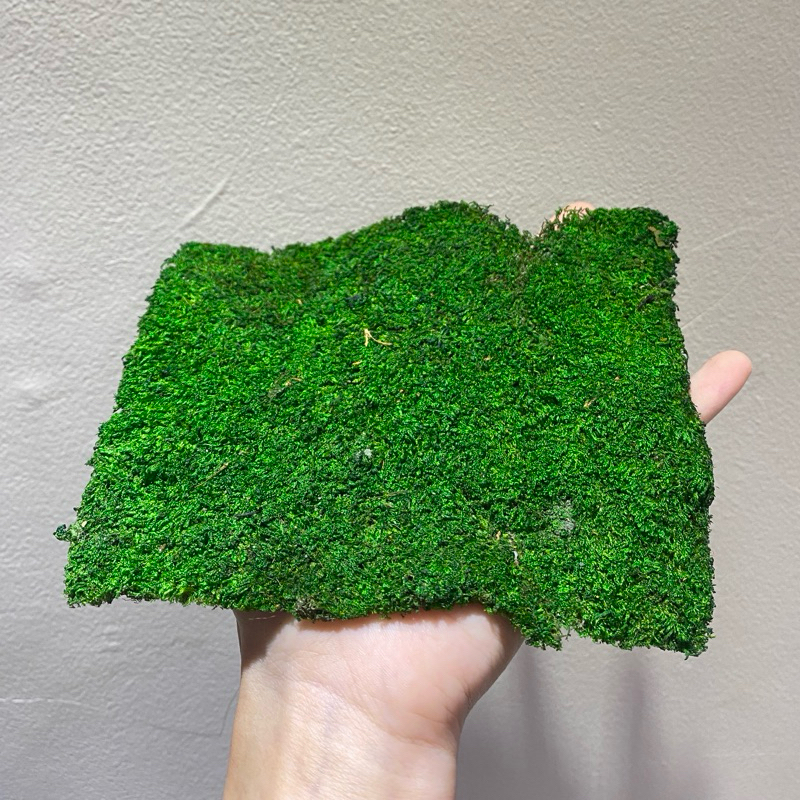 Jual Preserved Weeping Moss/Lumut Abadi/Lumut Asli Lembaran | Shopee ...
