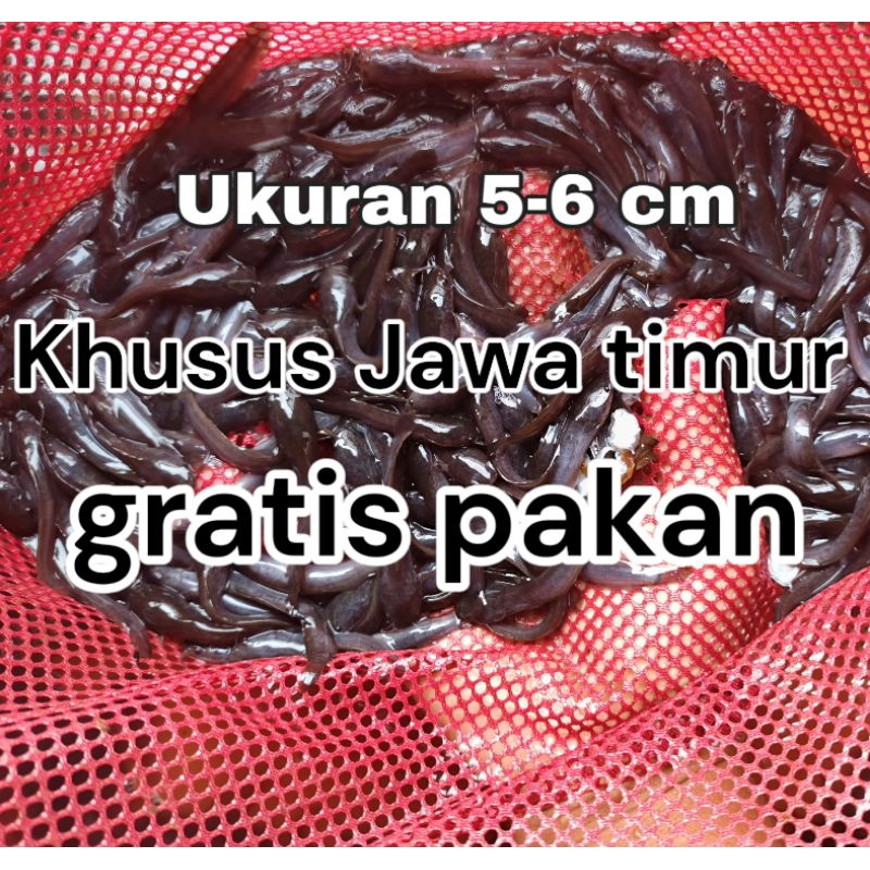 Jual benih lele ukuran 5-6 cm isi 35 biji bonus pakan | Shopee Indonesia