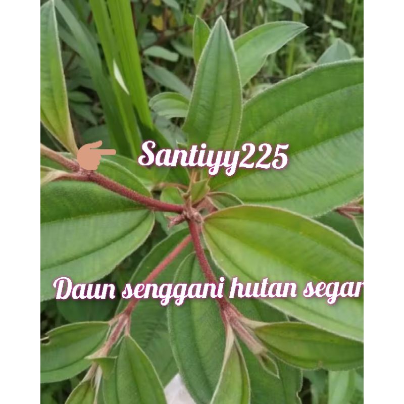 Jual Daun senggani hutan harendong bokor 500 gram | Shopee Indonesia
