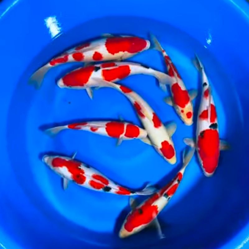 Jual Ikan Koi SUPER PREMIUM 18-20cm | Shopee Indonesia