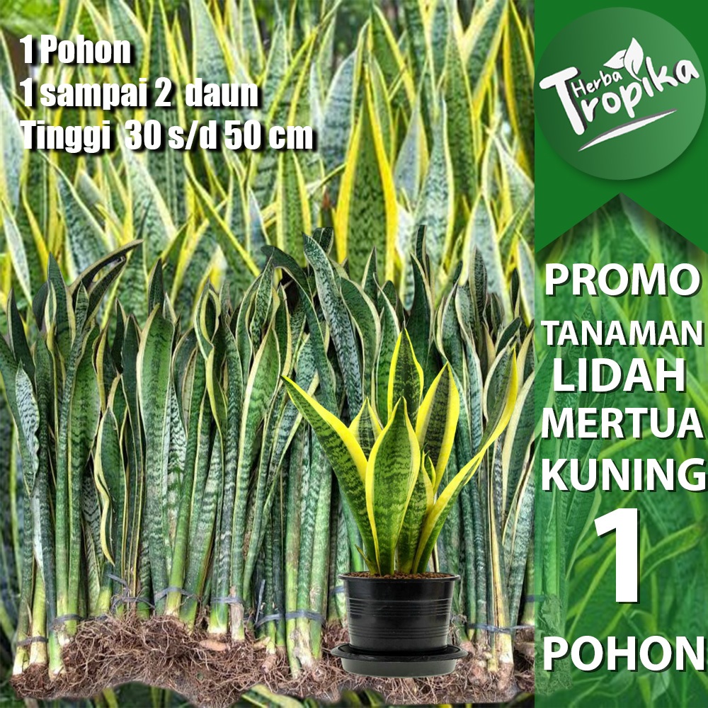 Jual Tanaman Hias Lidah Mertua Corak kuning toko herba tropika | Shopee ...