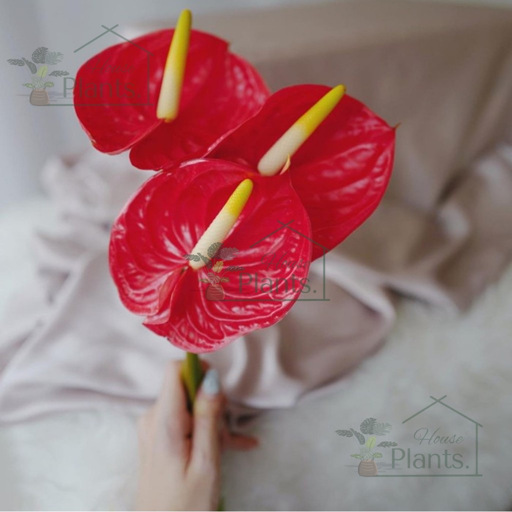 Jual Bunga Potong Anthurium Merah Per Ikat– Elegan & Tahan Lama ...
