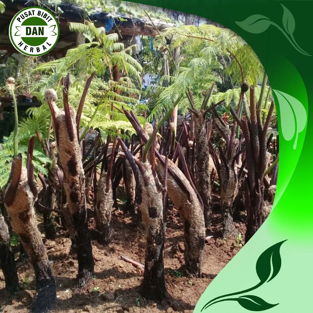 Jual Bibit Tanaman Pakis Paku,pakis haji, pakis monyet pakis paku ...