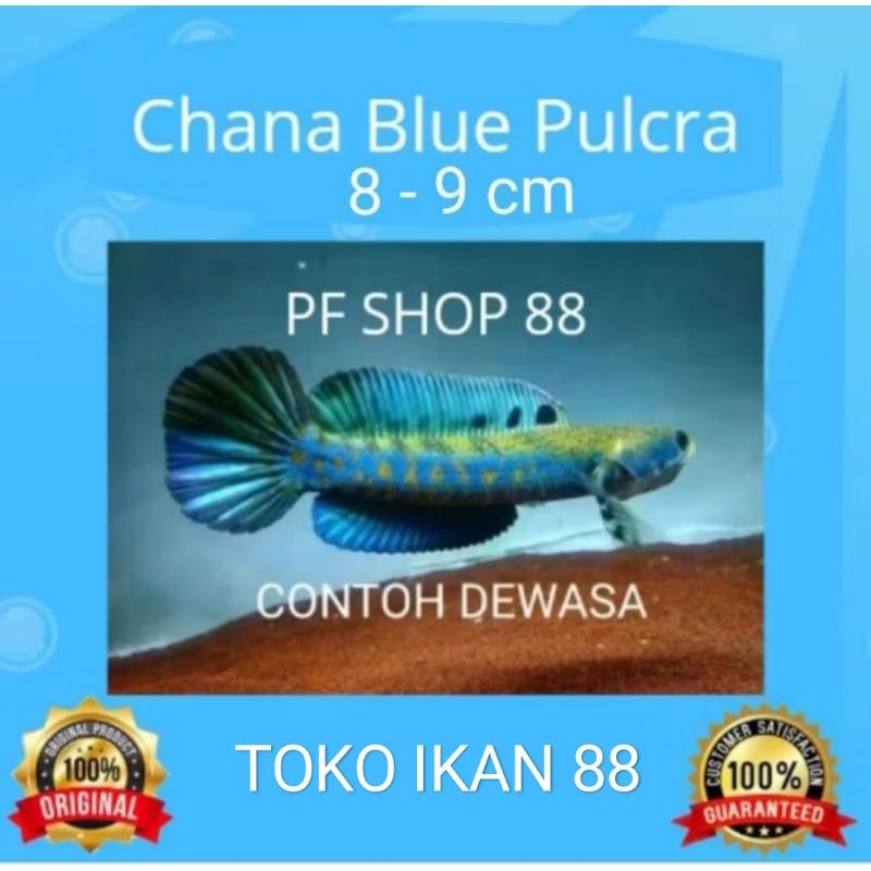 Jual Ikan Hias Channa Blue Pulcra 8 - 9 cm | Shopee Indonesia
