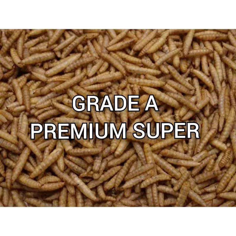 Jual Maggot kering Grade A+ super premium pakan koi / chana / kura kura / Arwana/ manggot bsf ...