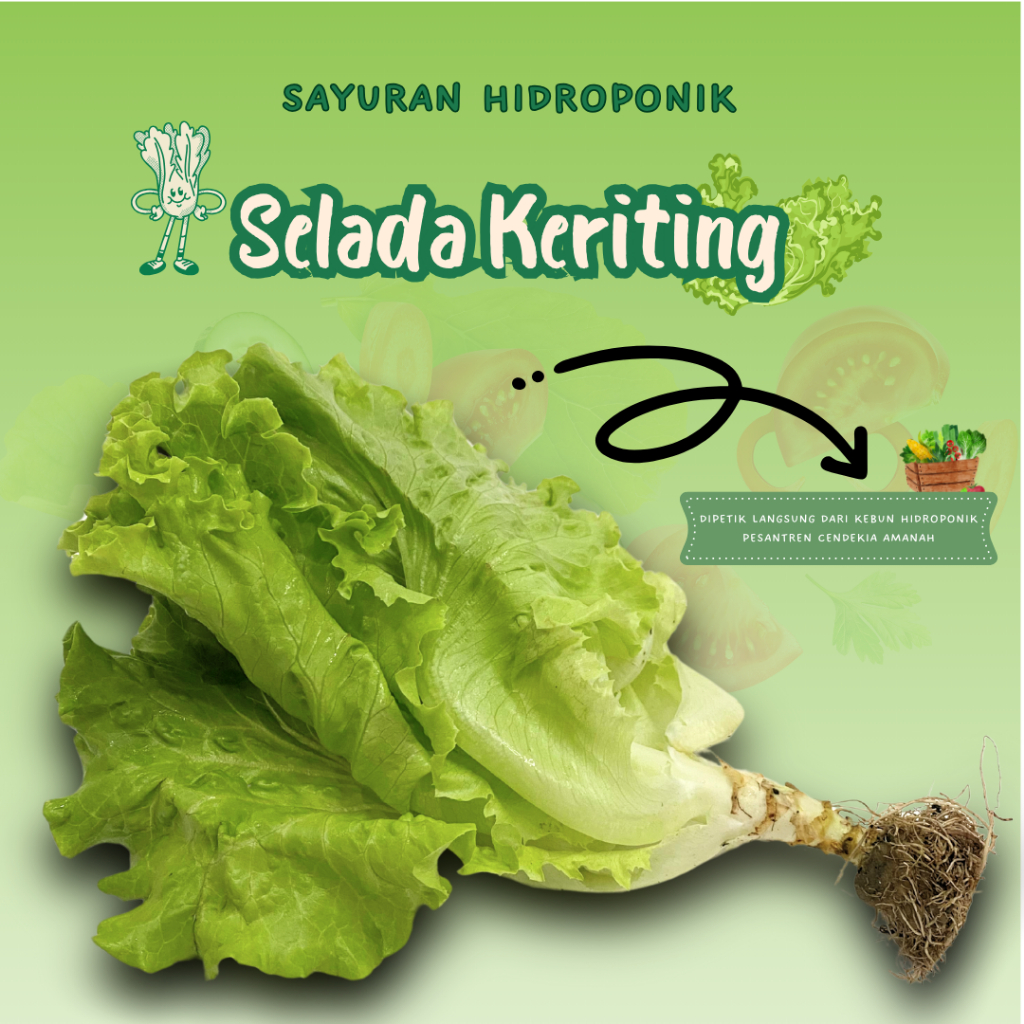 Jual Selada Keriting/Sayuran Hidroponik Fresh/200gr/PCA/Pengiriman ...
