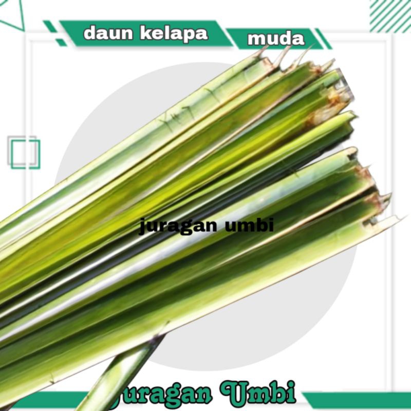 Jual paket 10 daun kelapa muda / janur kelapa bahan ketupat dan ...