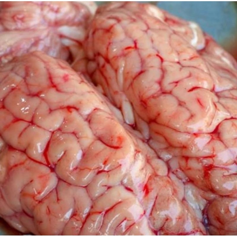 Jual otak sapi | Shopee Indonesia