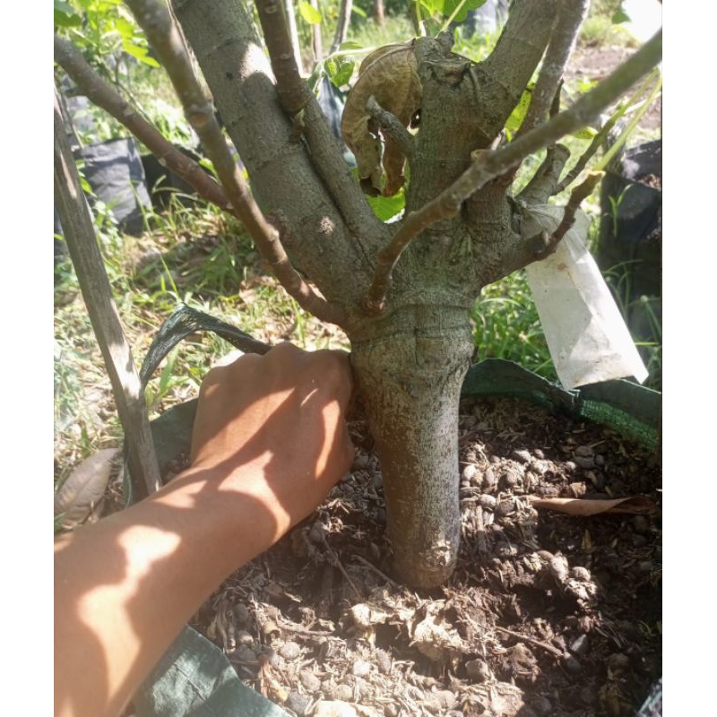 Jual bibit buah tin besar tinggi 2,5 meter | Shopee Indonesia