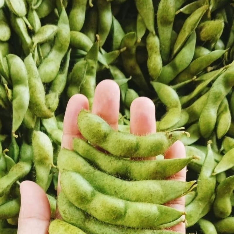 Jual Edamame Fresh 1kg jateng jatim area | Shopee Indonesia