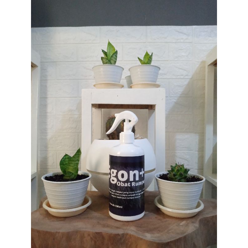 Jual Racun Rumput Mati Kering Sampai Akar Super Ampuh 500 ML | Shopee ...