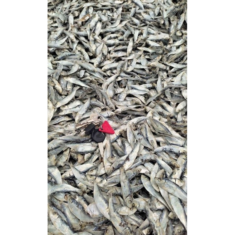 Jual Tanjan Rebus Ukuran Sedang | Shopee Indonesia