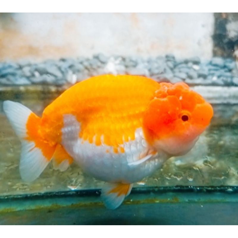 Jual Ikan mas koki Ranchu RW Mantab | Shopee Indonesia