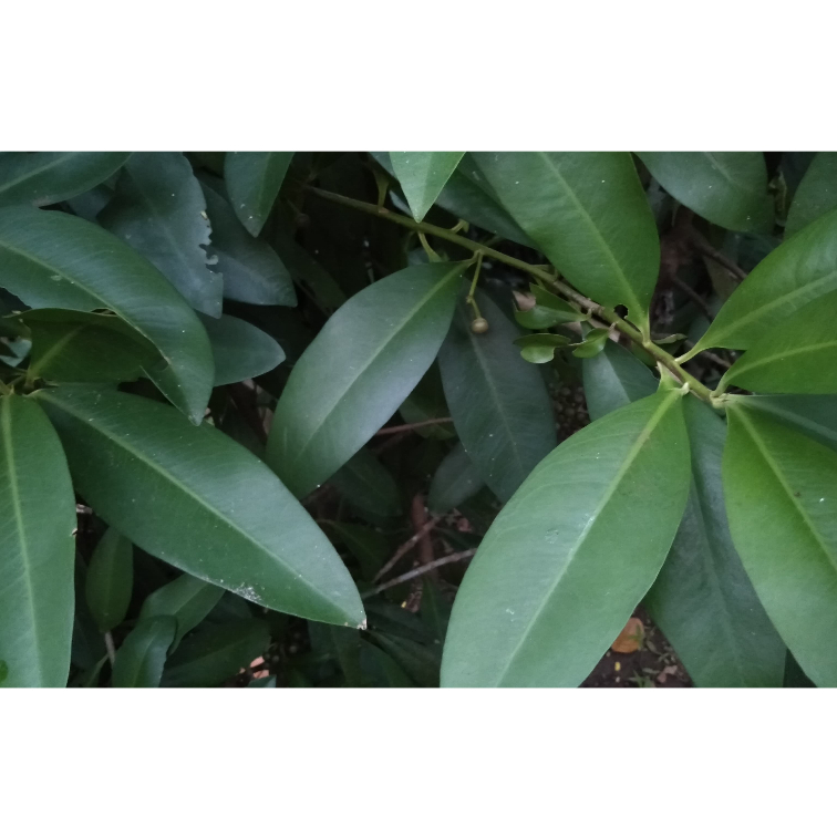 Jual DAUN LEMPENI SEGAR 1 KG|500 gr | Shopee Indonesia