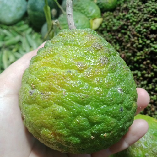 Jual Jeruk Jungga ute Jungga Asam Jungga Bumbu Naniurai perbiji ...