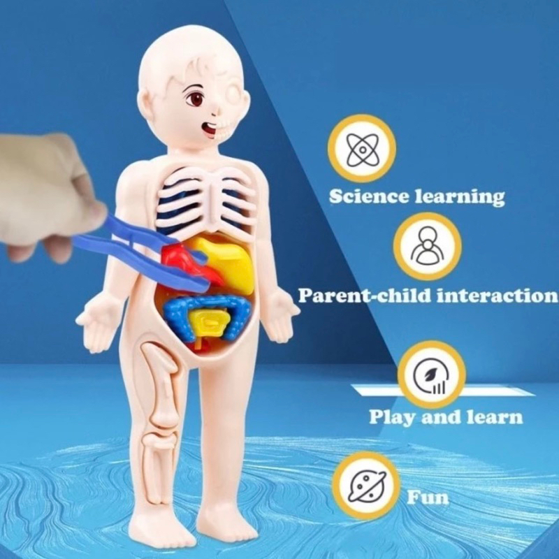 Jual Mainan Edukasi Human Body Sains Stem IPA Science Organ Tubuh ...