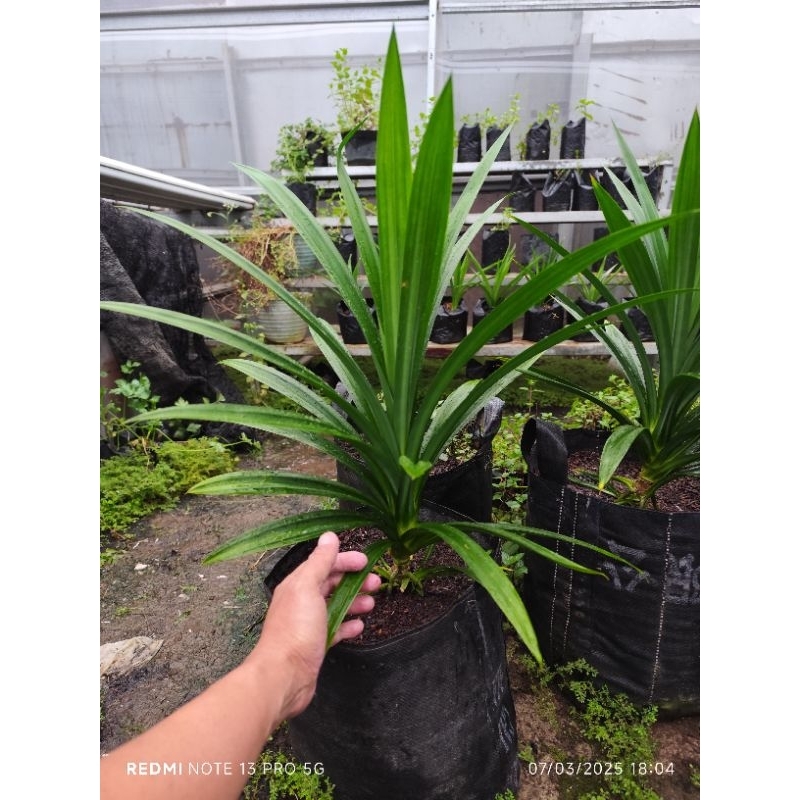 Jual Tanaman Pandan wangi di planterbag besar | Shopee Indonesia