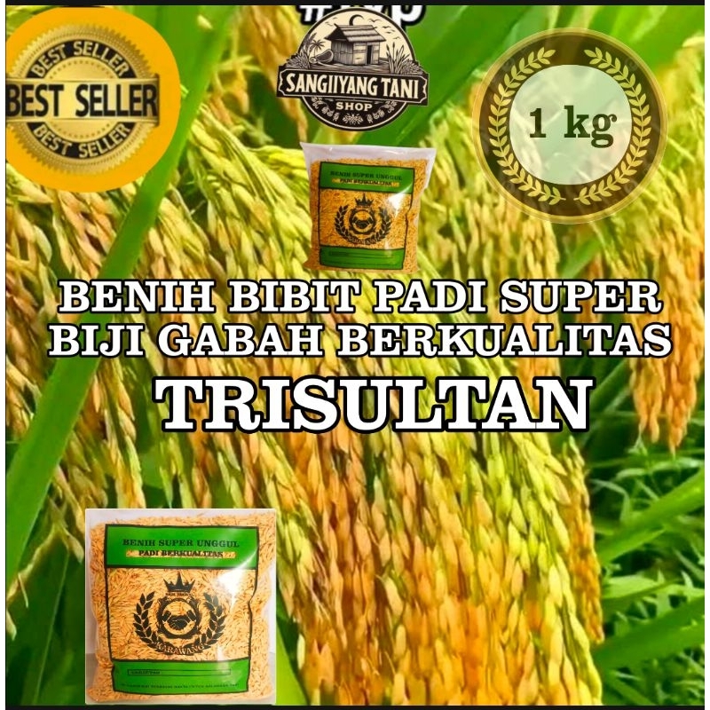 Jual cod 5 kg benih bibit padi trisultan unggul kemasan biji gabah berkualitas super | Shopee ...