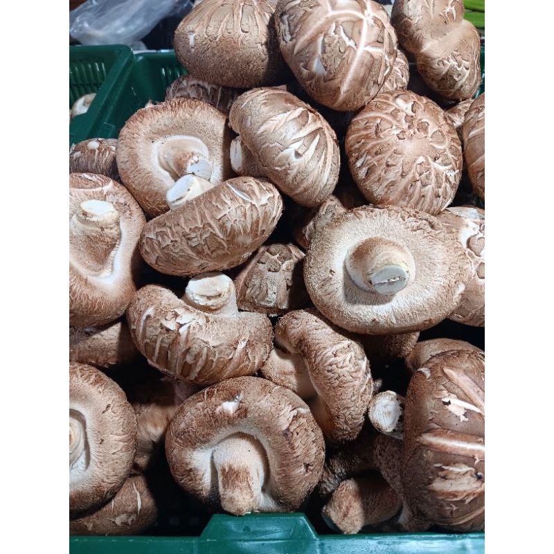 Jual jamur shintake 250gr | Shopee Indonesia