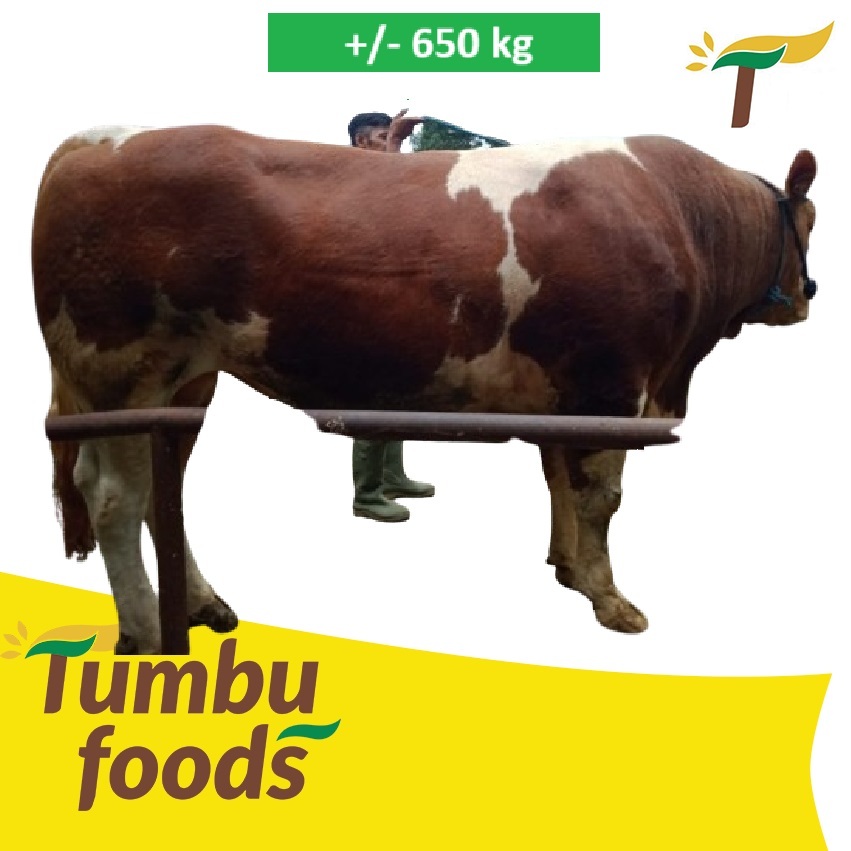 Jual Sapi Kurban Idul Adha Hewan Hidup - Lunas 100% - Free Ongkir ...