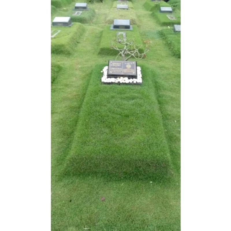 Jual PAKETAN!! Rumput Peking 1 Karung Full Untuk 1 Makam Full | Shopee ...