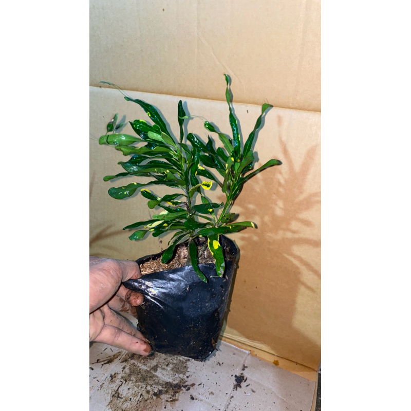 Jual Tanaman Hias Puring Bor Mini | Shopee Indonesia