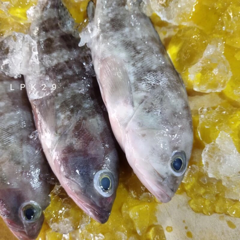 Jual Ikan Kerapu Fresh Frozen 1Kg / Ikan Hasil Laut BERGARANSI | Shopee ...