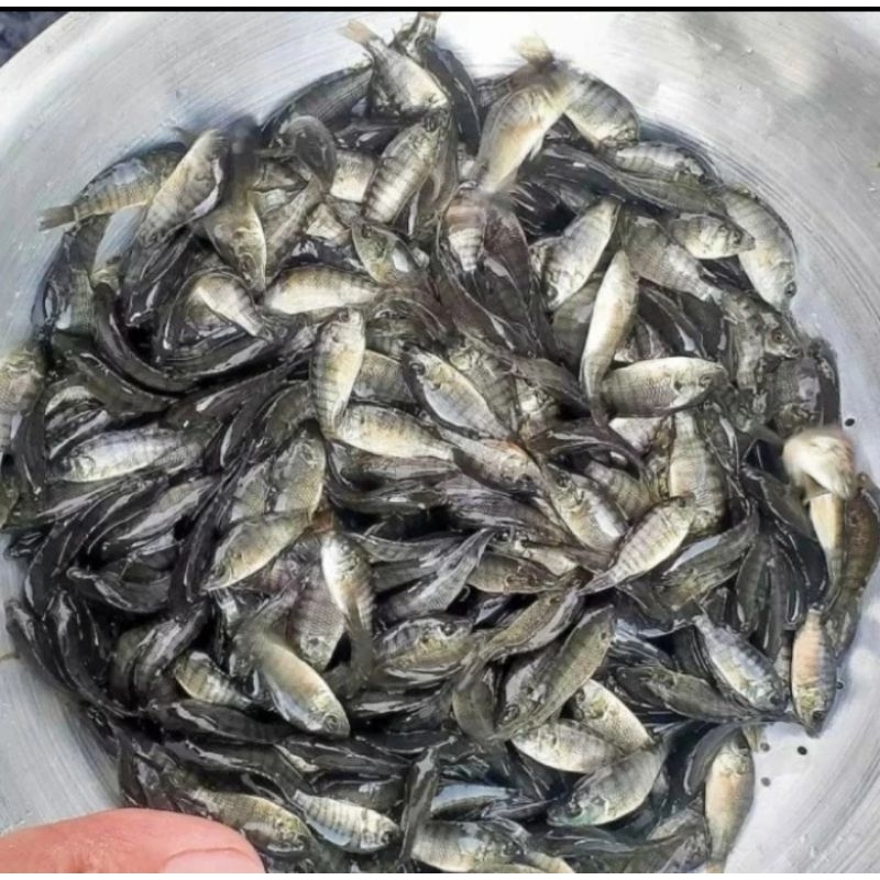 Jual Bibit Ikan Mujair Pakan Ikan Hidup Anak Ikan | Shopee Indonesia
